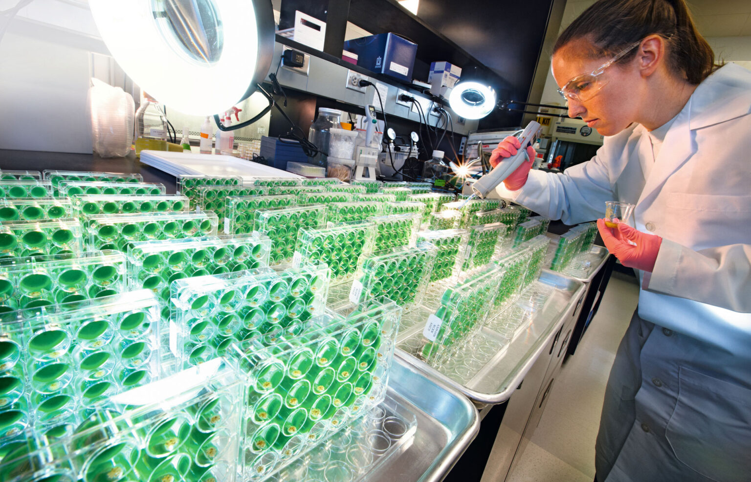 Bayer Science Fellows - Asuntos Científicos Bayer Crop Science