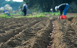 Siembra directa: un aliado clave para la sustentabilidad ambiental ...
